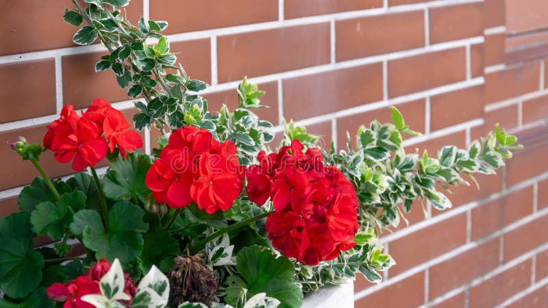 Red Geraniums Against a Red Brick Wall Stock Image - Image of botany ...