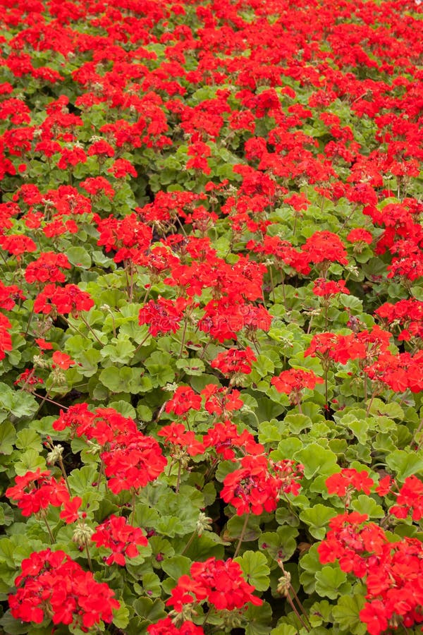 Red Geraniums stock photo. Image of bloom, summer, geranium - 45459122