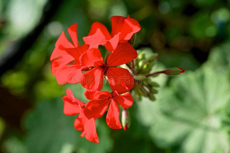 Red geraniums. stock image. Image of scent, petals, flora - 33678575