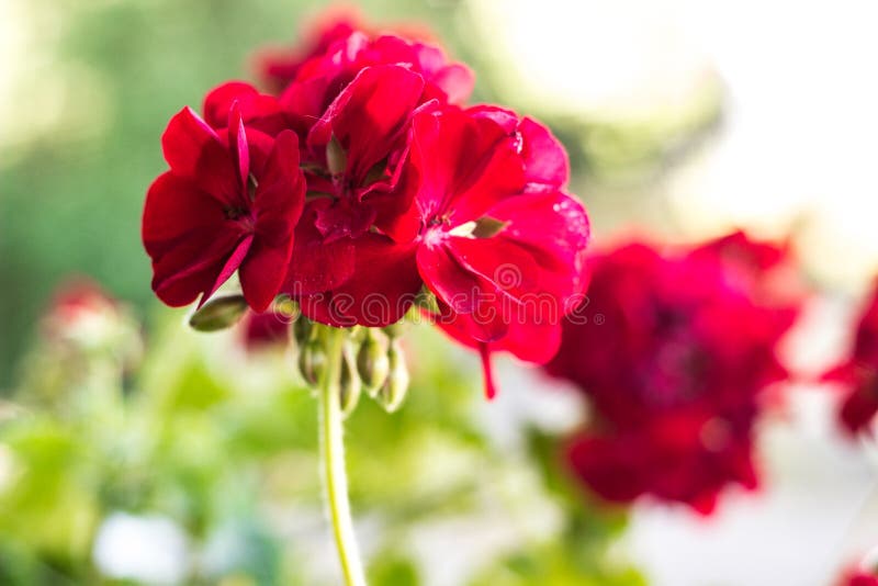 Red Geraniums with Clusters of Unopened Flowers Stock Image - Image of ...
