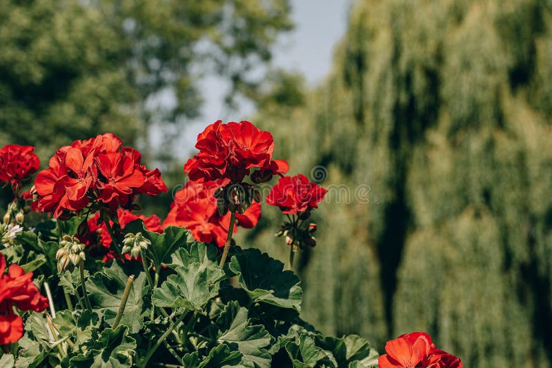 Red Geraniums Outdoors Against Green City Background Stock Image ...