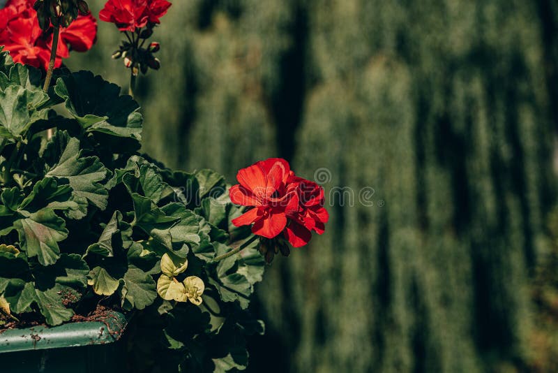 Red Geraniums Outdoors Against Green City Background Stock Photo ...