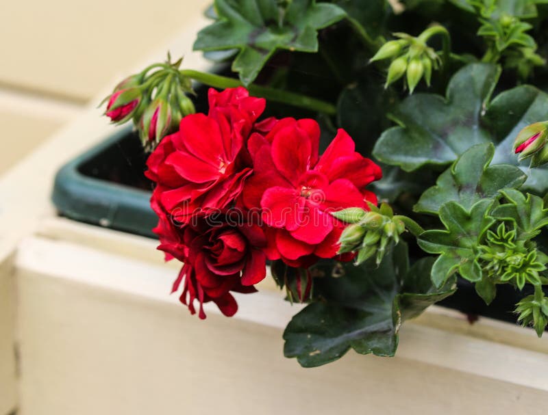 Red Geraniums (Pelargonium X Hortorum) in Garden Blooming Stock Photo ...