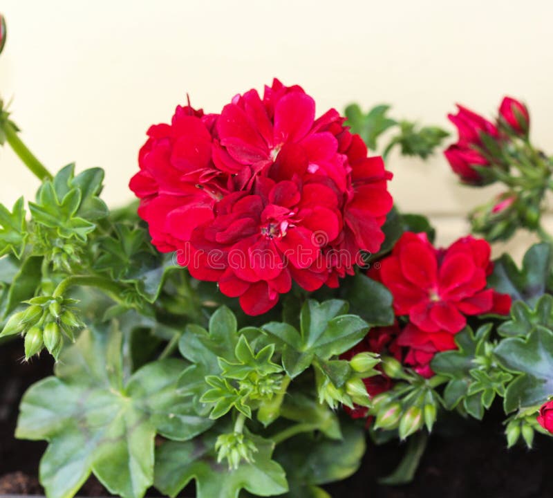 Red Geraniums (Pelargonium X Hortorum) in Garden Blooming Stock Photo ...
