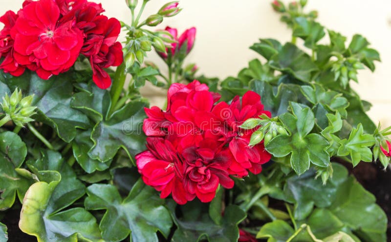 Red Geraniums (Pelargonium X Hortorum) in Garden Blooming Stock Image ...