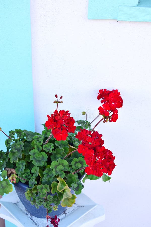 Red Geraniums in Pot stock image. Image of beautiful - 88065555