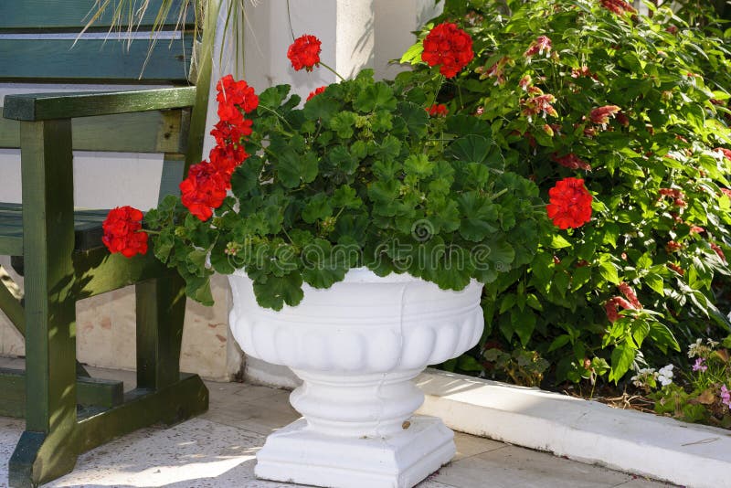 Red Geraniums in Pots at Garden Stock Photo - Image of gardening, fresh ...