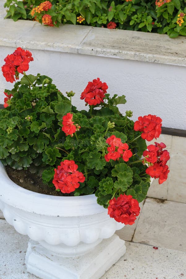 Red Geraniums in Pots at Garden Stock Image - Image of botany, outdoor ...