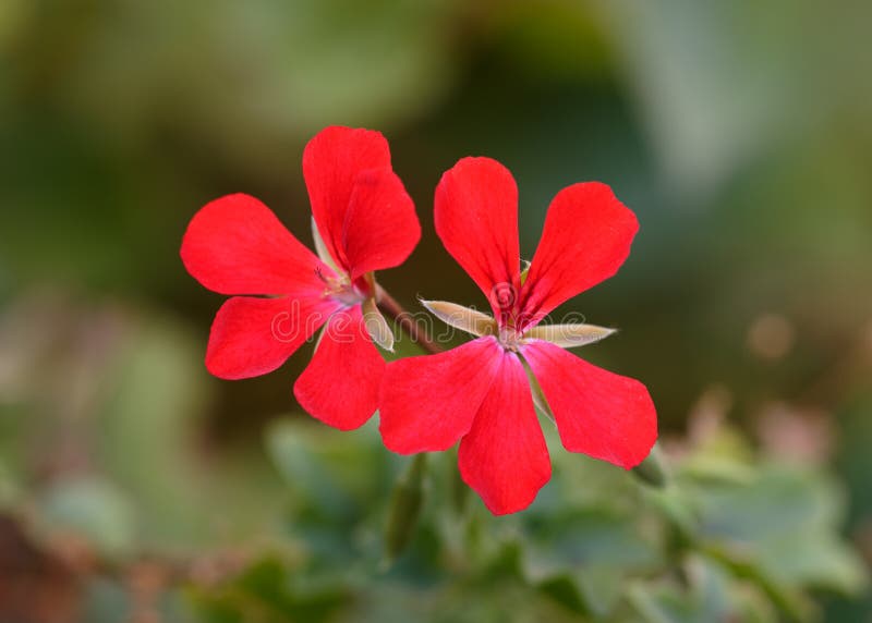 Red Geraniums stock photo. Image of beautiful, floral - 78068156