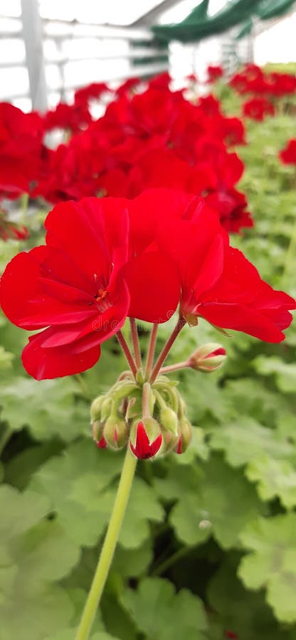 Red geraniums stock image. Image of herb, wildflower - 268451843