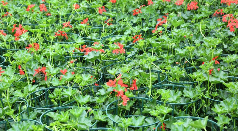 Red Geraniums for Sale in Greenhouse in Spring Stock Image - Image of ...
