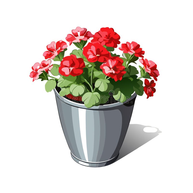 Red Geraniums in a Silver Bucket Vector Illustration for Spring or ...