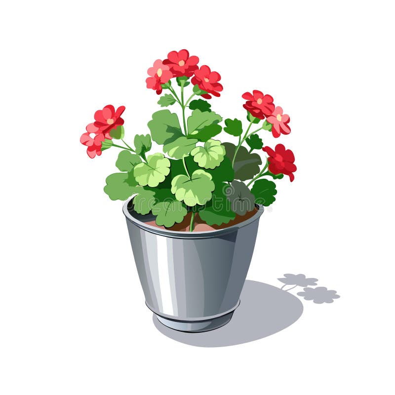Red Geraniums in a Silver Pot: Vector Illustration of a Classic Potted ...
