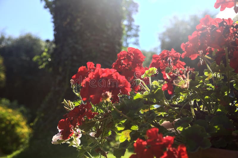 Red Geraniums with the Sky and the Sun Behind Them Stock Image - Image ...