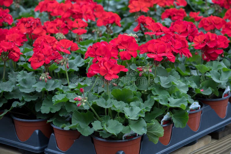 Red Geraniums in Small Pots Stock Image - Image of flora, beauty: 144713839
