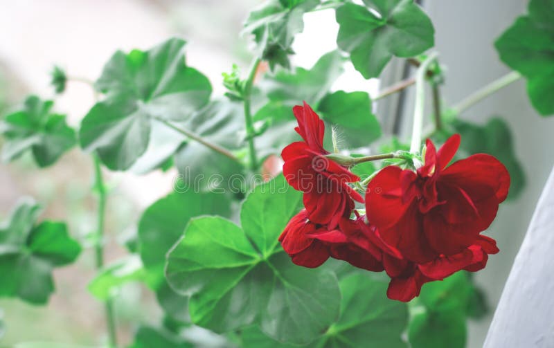 Red Geraniums in a Summer Garden. Summer Concept Stock Photo - Image of ...