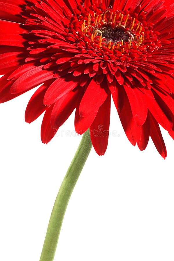 Red gerber stock photo. Image of growing, summer, fresh - 14252636