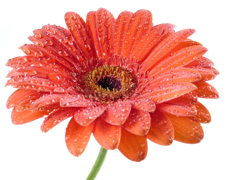 Red daisy-gerbera stock image. Image of gardens, bouquet - 8163275