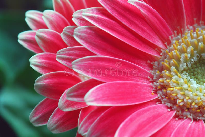 Red Gerber Picture. Image: 3300839