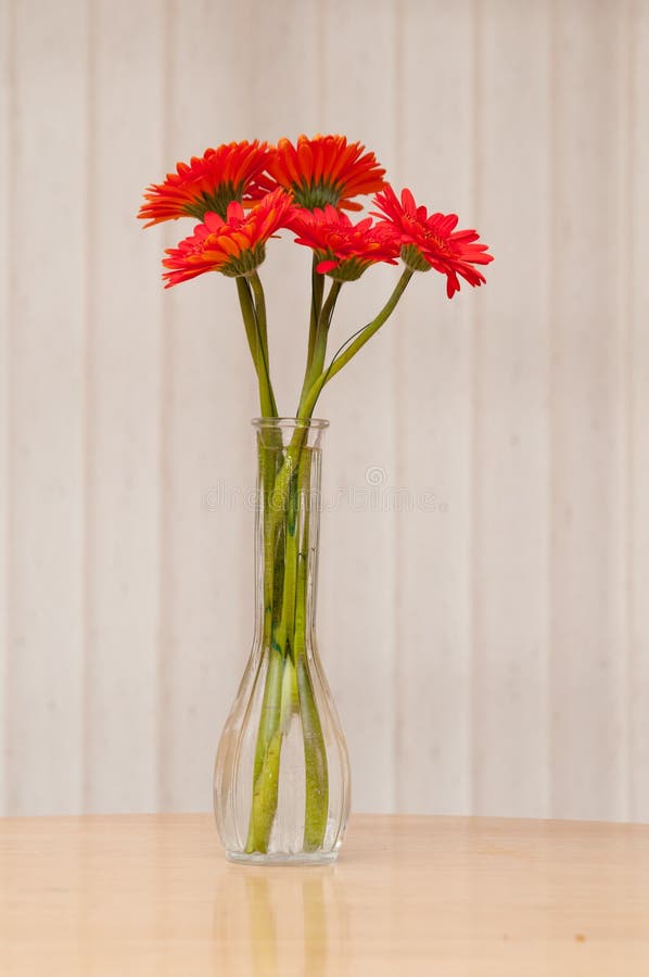 Red gerber daisies stock photo. Image of vase, floral - 54075264