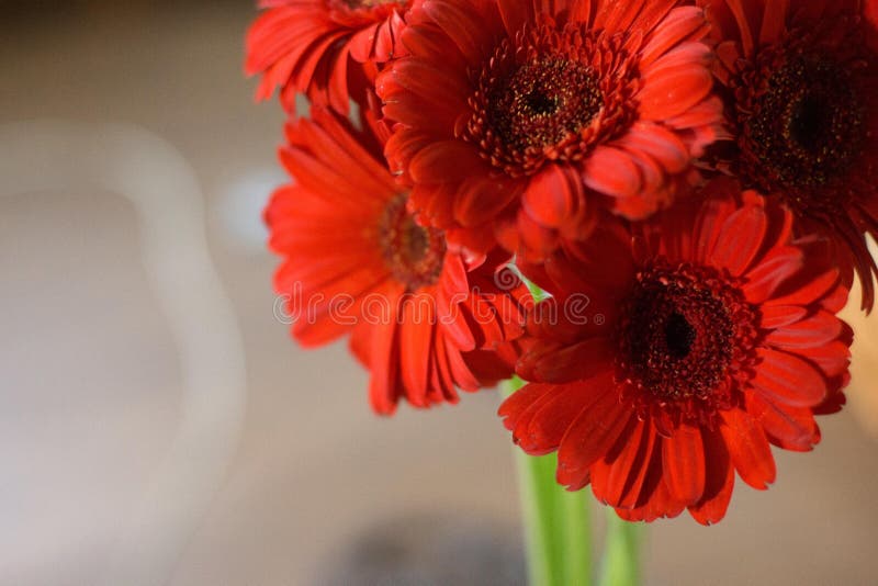 Red Gerber Daisies stock photo. Image of gerber, flowers - 57746150