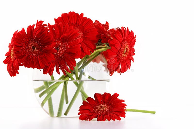 Red gerber daisies in vase stock image. Image of bright - 65368917
