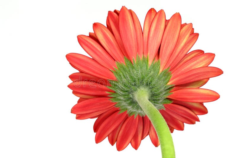 Red gerber daisy stock image. Image of nature, flower - 2837697