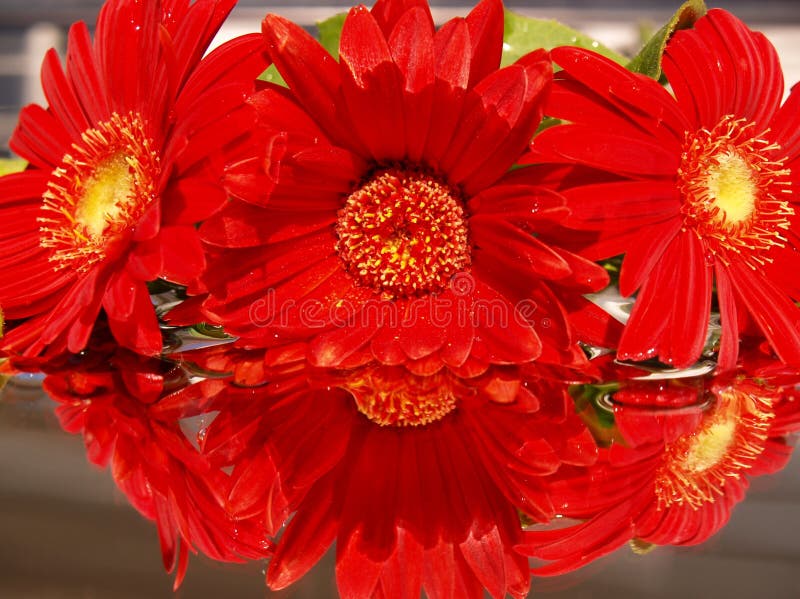 Red Gerber Daisy stock image. Image of details, reflection - 43778641