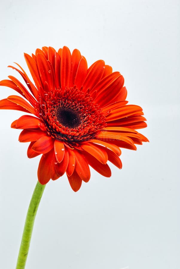 Red Gerber Daisy stock photo. Image of flora, florist - 223866246
