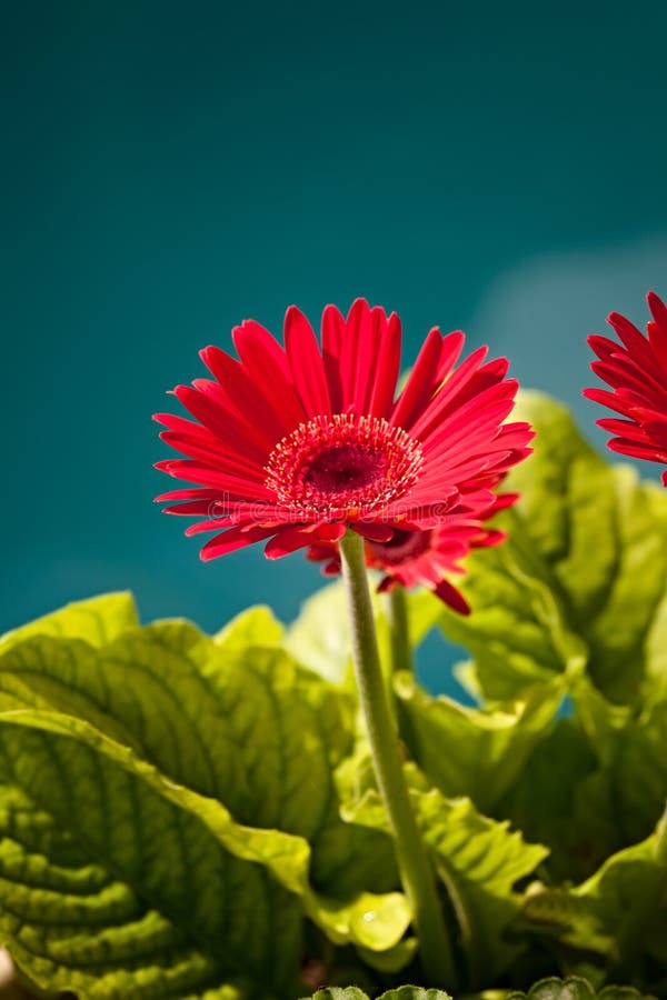Red Gerber Daisy Flower stock photo. Image of soft, daisy - 14254158
