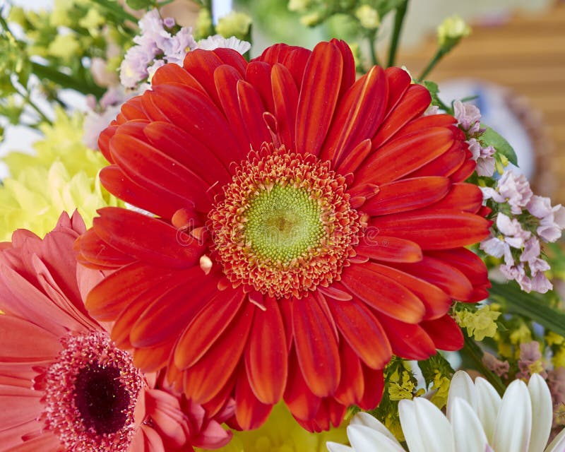 Red Gerber Daisy Flower Closeup Stock Photo - Image of gerber, pretty ...