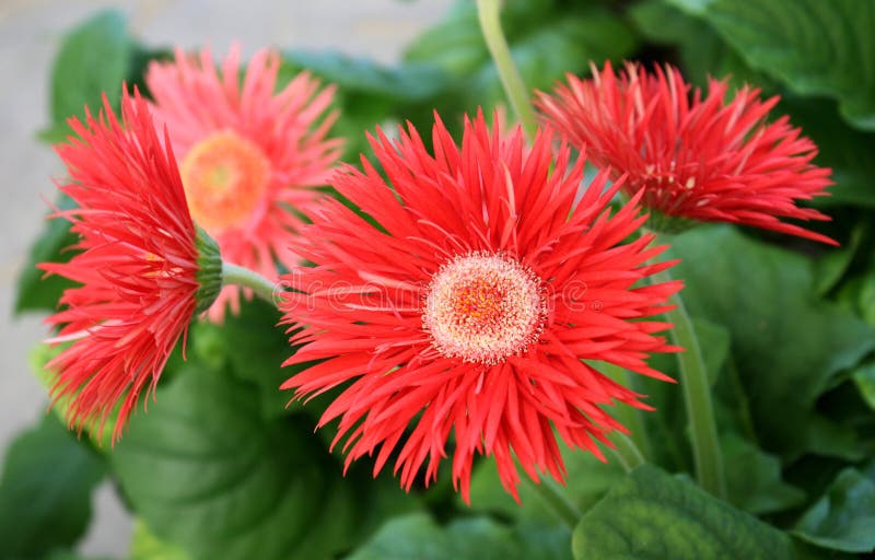 Red Gerber Daisy stock photo. Image of garden, gerberas - 47931054