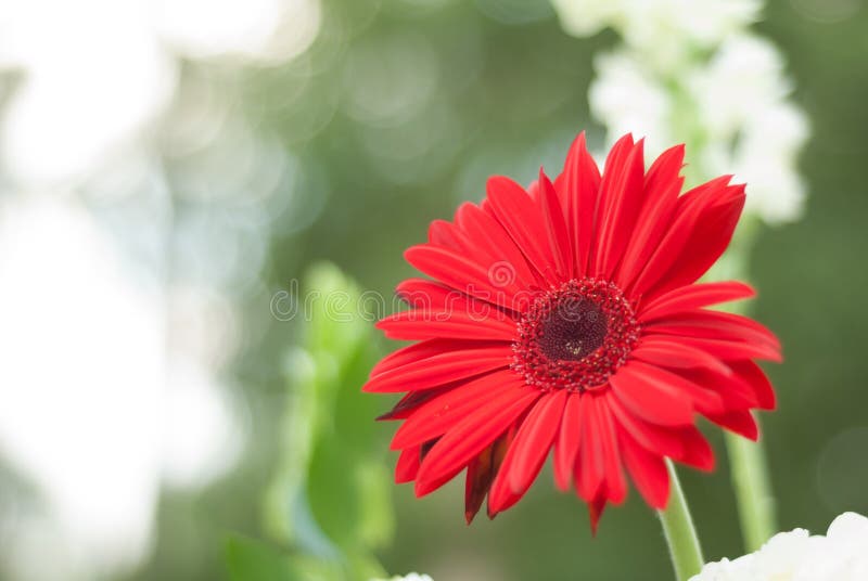 Red Gerber Daisy stock photo. Image of daisy, circle - 121821868