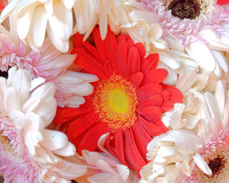 Red Gerber Daisy between Whites Stock Photo - Image of spring, bloom ...