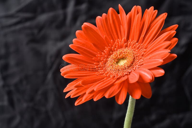 Red Gerber Daisy Flower stock photo. Image of soft, daisy - 14254158