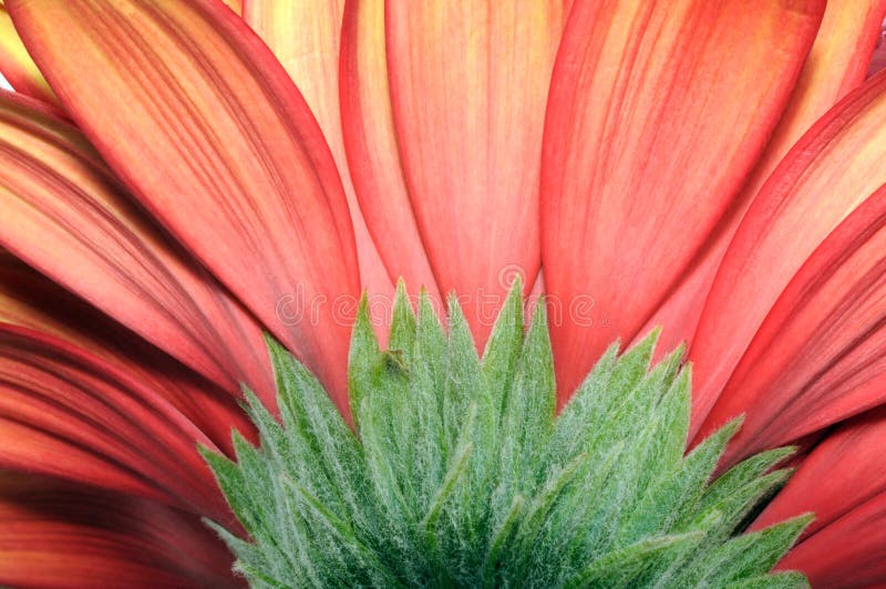 Red gerber stock image. Image of natural, fresh, micro - 30145341