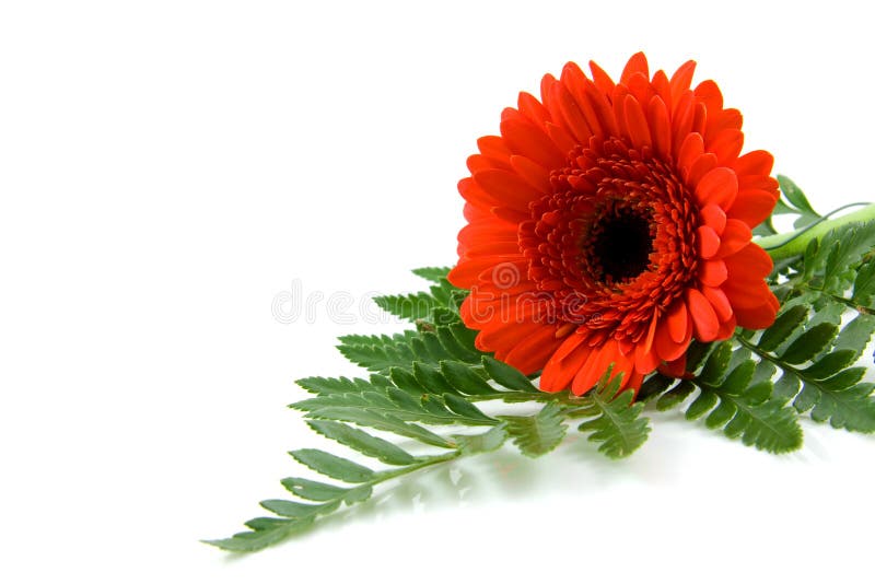 Red Gerber Flower on Leaf in Closeup Stock Image - Image of botanical ...