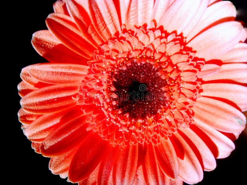 Red Gerber Isolated on Black Stock Photo - Image of beautiful, beauty ...