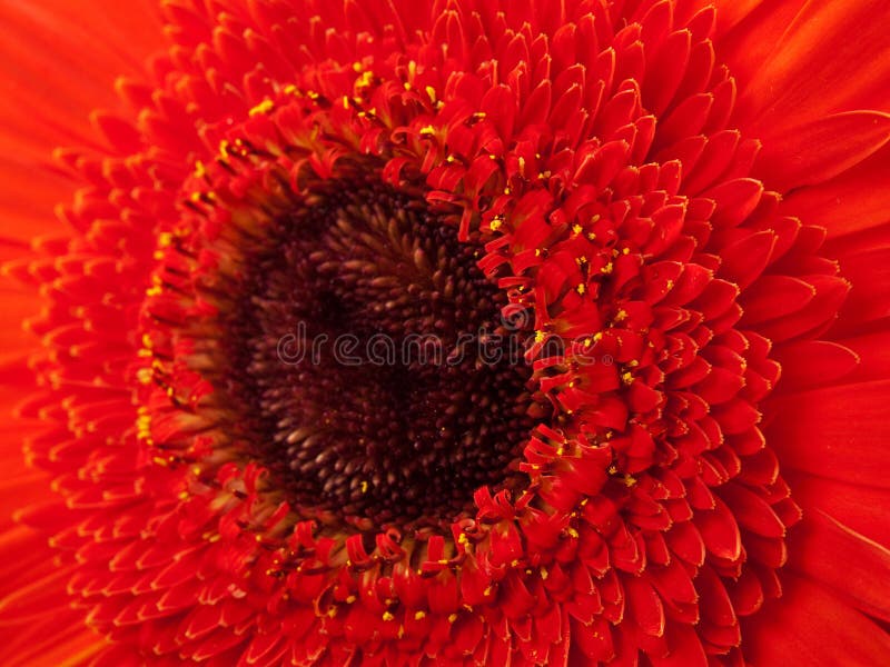 Red gerbera stock image. Image of beautiful, pollen, nature - 11077231