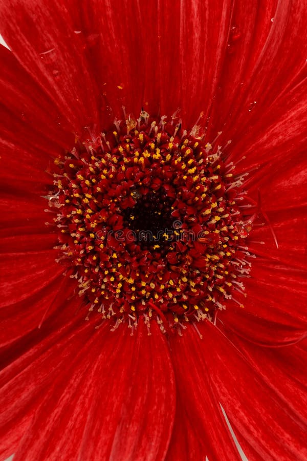 Red Gerbera stock photo. Image of round, middle, macro - 12564942