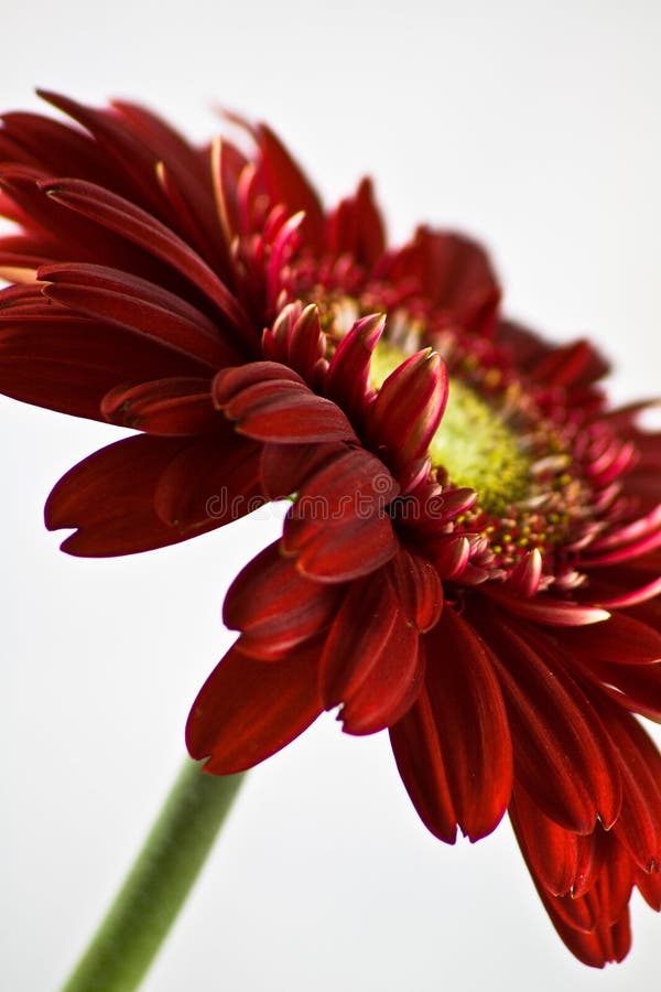 Red gerbera stock image. Image of macro, flower, yellow - 13098673