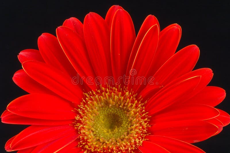 Gerber on the leaf stock image. Image of bloom, macro, leaf - 47483