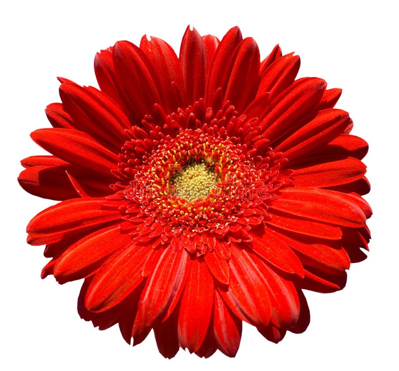 Red gerbera stock image. Image of plant, flora, blue - 23930493