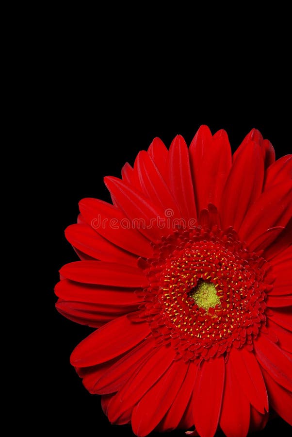 Red Gerbera stock image. Image of isolated, yellow, intense - 2642959