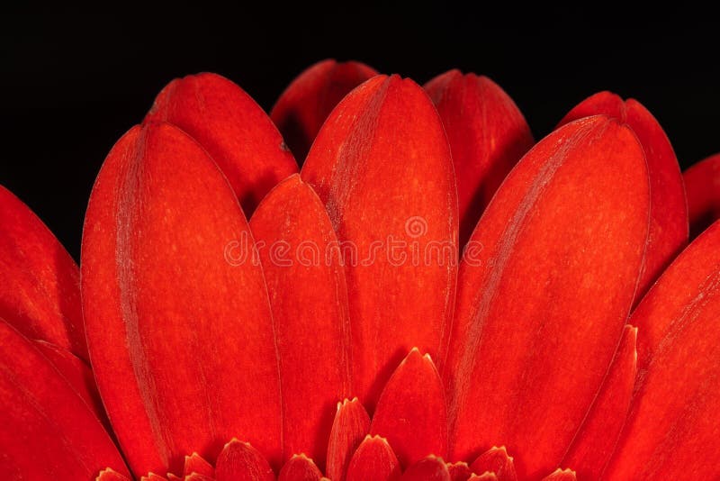 Red gerbera stock photo. Image of bloom, blossom, color - 29338992