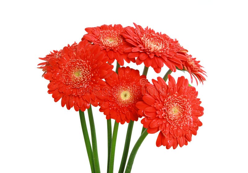 Red gerbera bouquet stock photo. Image of summer, vegetable - 266732500