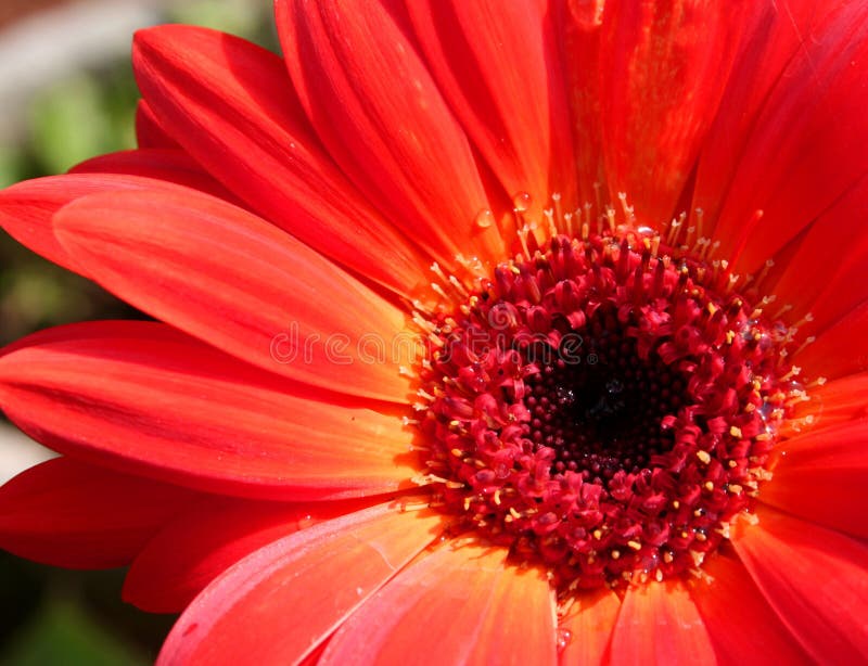 Red Gerbera close up stock photo. Image of family, flower - 14828128