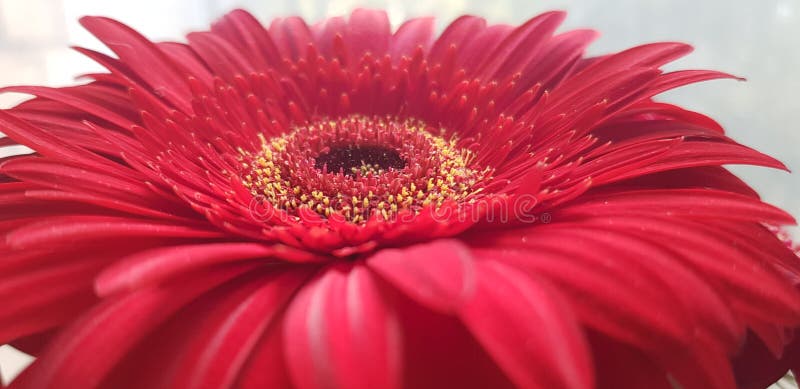 Red gerbera close up stock image. Image of isolated - 203315599