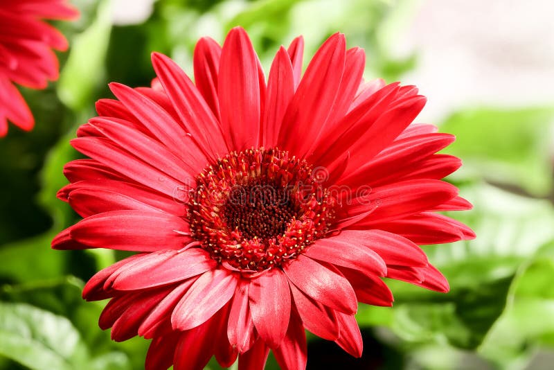 Red gerbera stock photo. Image of detail, daisy, petals - 72821470