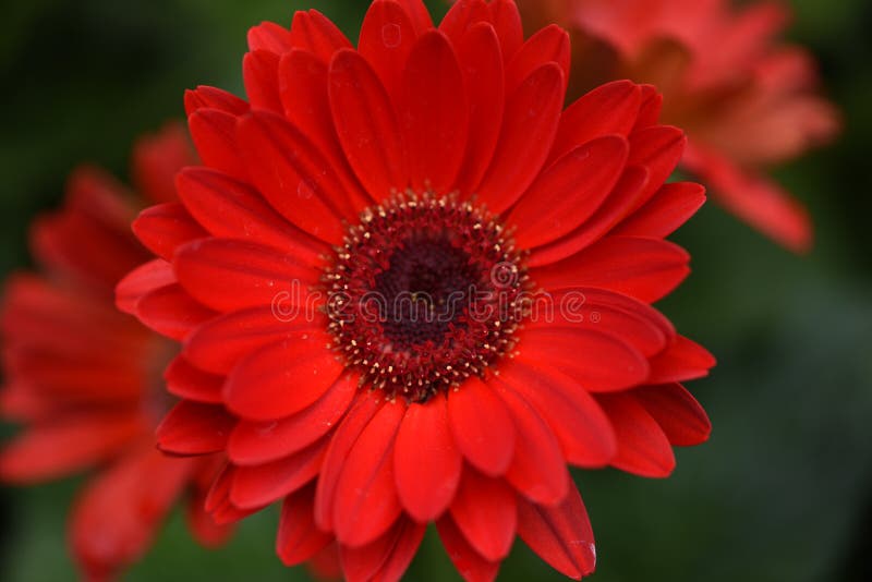 Reed Gerbera Daisies Stock Photos - Free & Royalty-Free Stock Photos ...